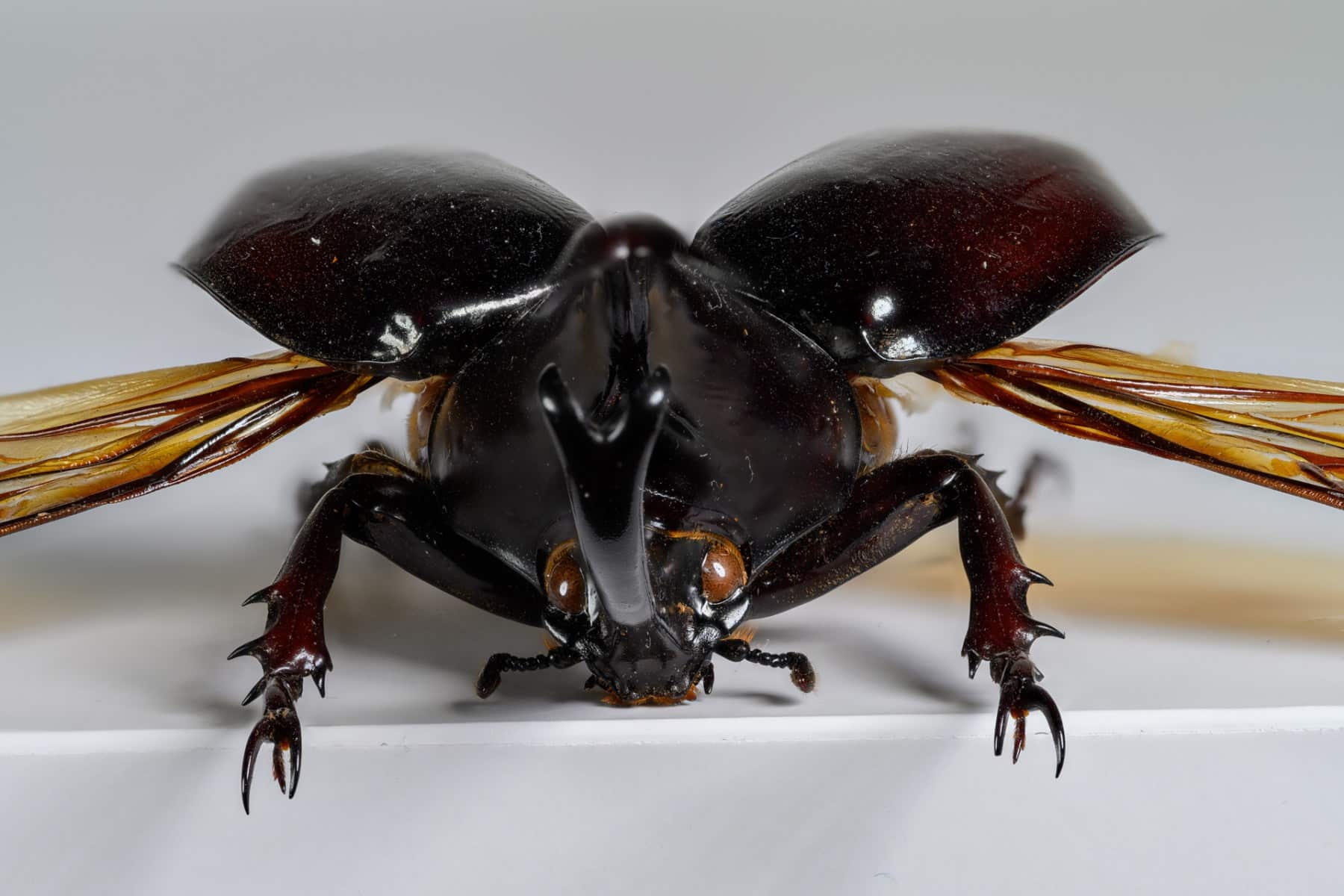 Foto Xylotrupes gideon - Gluon Press